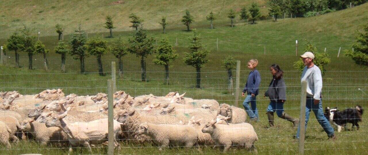 Celebrate Wool Month with a Taste of Tradition: Welsh Sheep Shearing ...