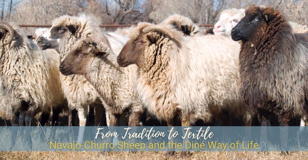 Navajo Churro Sheep: Wool and the Diné Way of Life