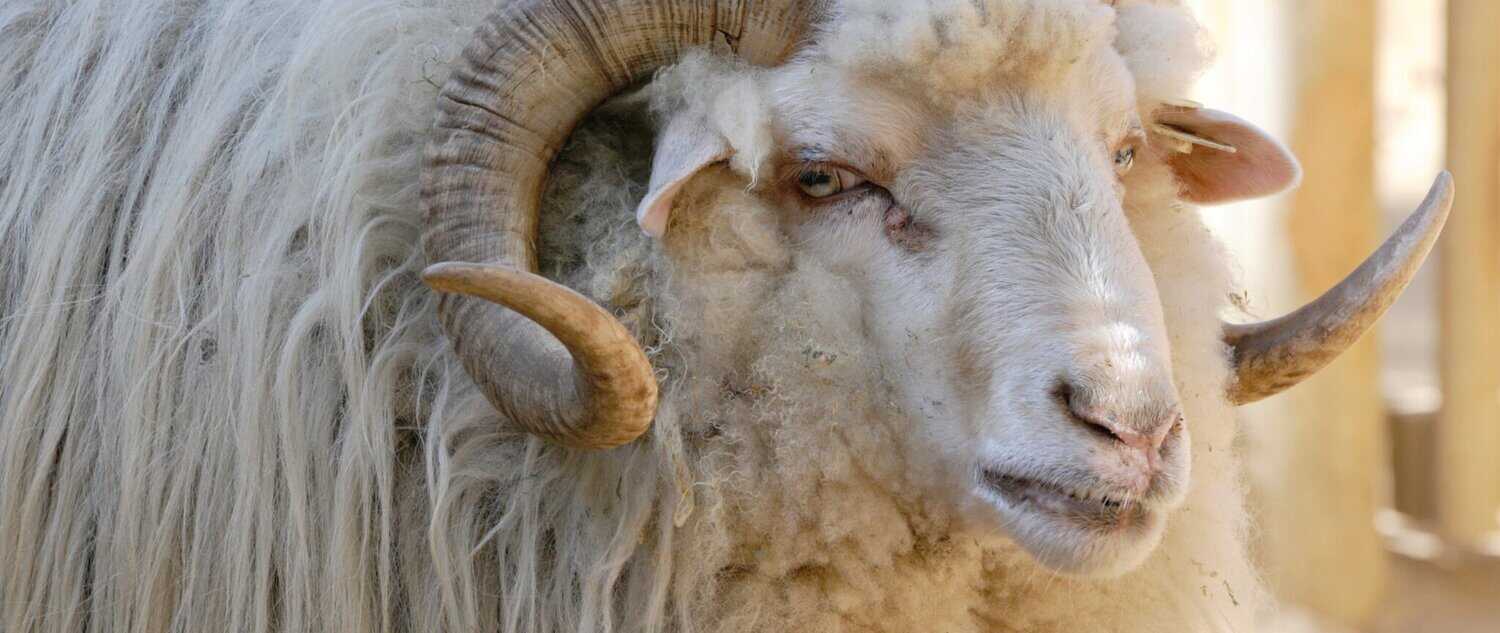 Navajo Churro Sheep: Wool and the Diné Way of Life